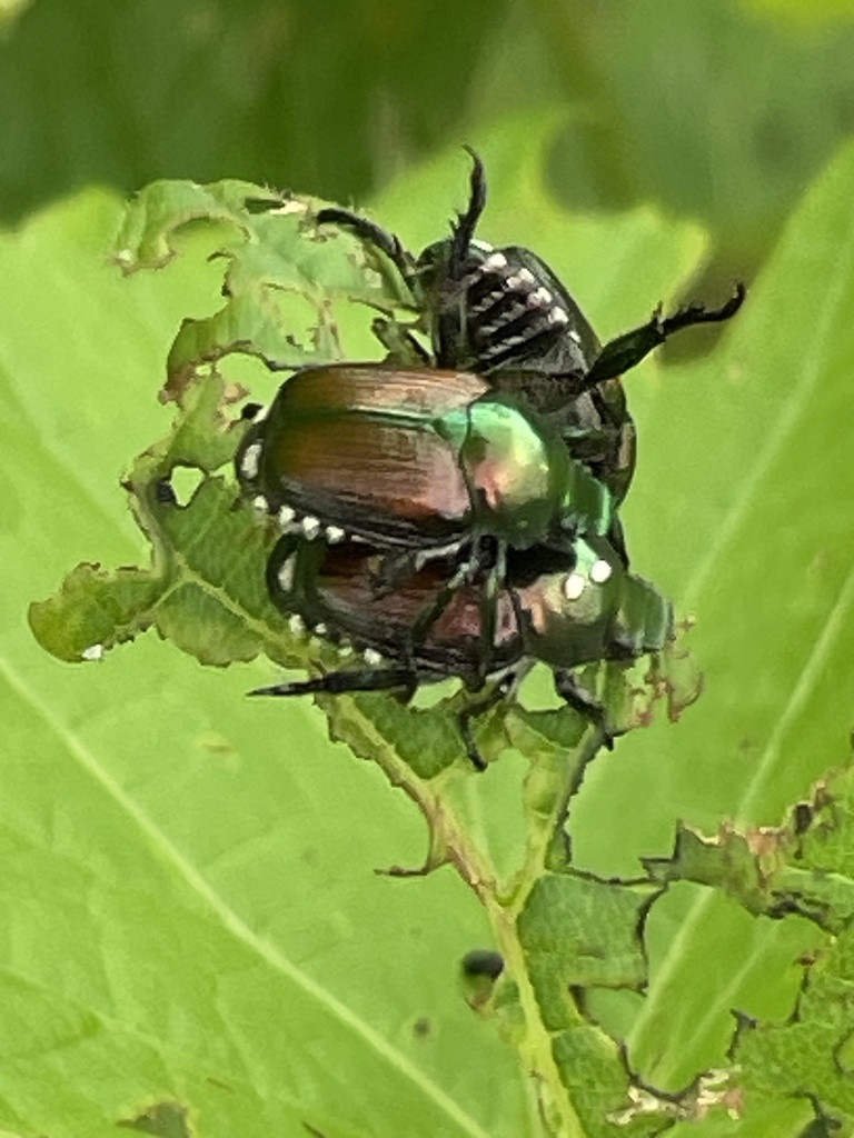 Winsome Fly from Spooner Park, Little Canada, MN, US on July 15, 2024 ...