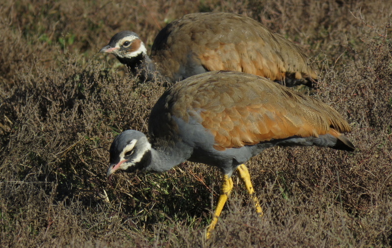 Blue Korhaan (Erica) · iNaturalist