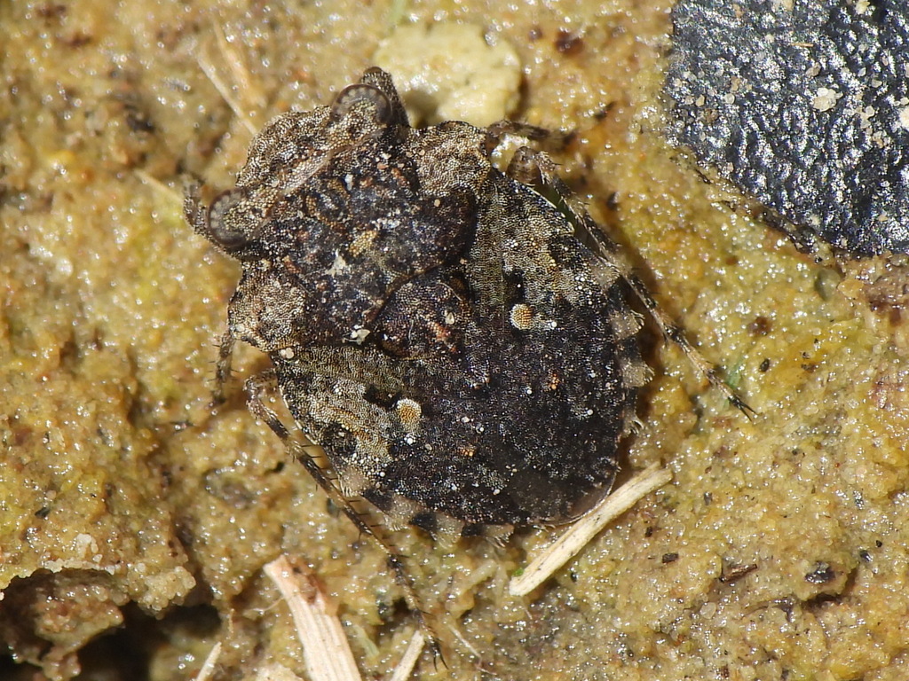 Big-eyed Toad Bug from Arlington, TX, USA on July 15, 2024 at 12:46 PM ...