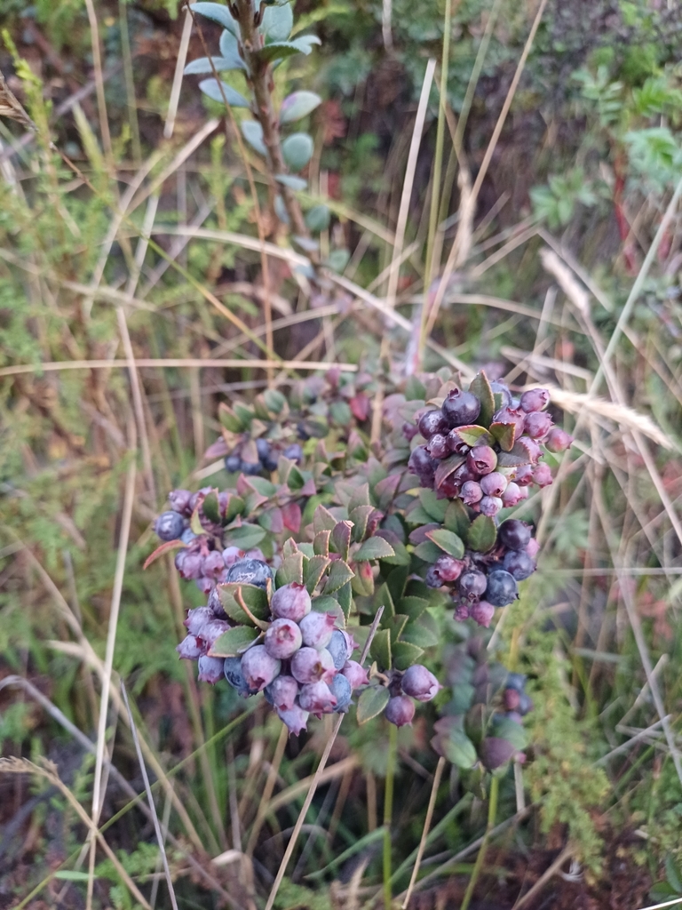 Andean blueberry from Cayambe, EC-PI, EC on July 14, 2024 at 06:21 PM ...
