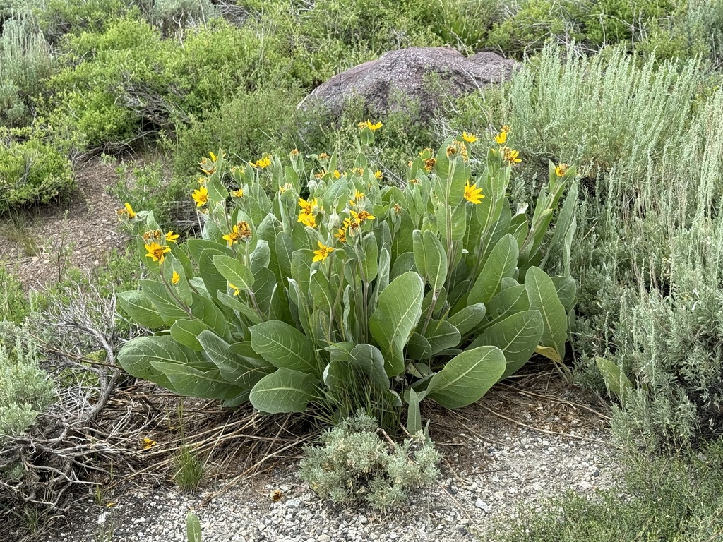 woolly mule's ears in July 2024 by Kurt Harvey · iNaturalist