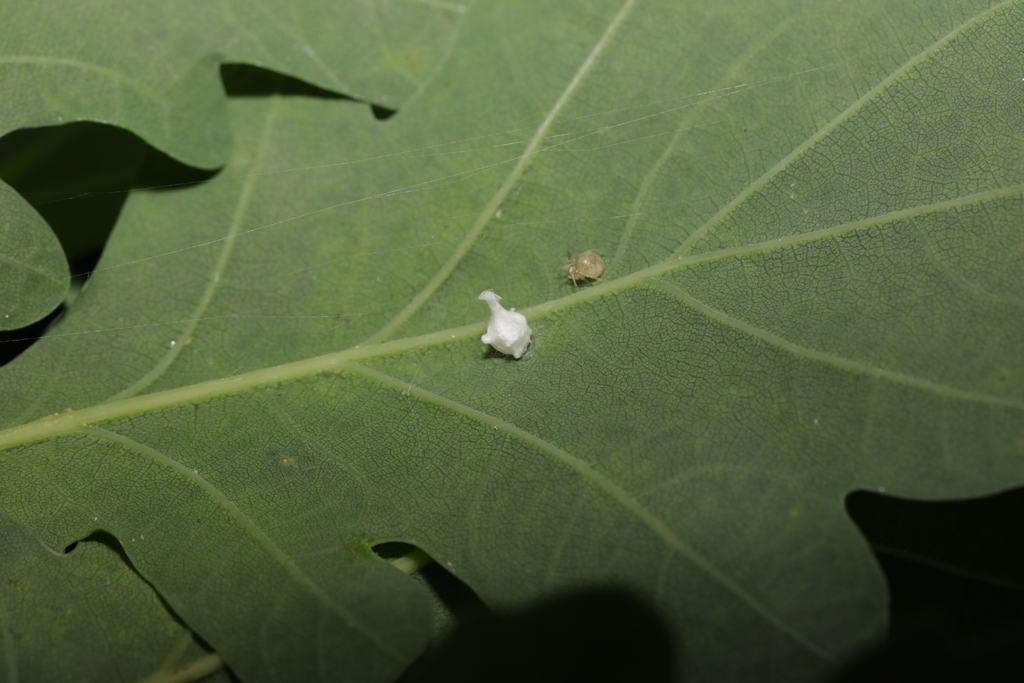 Sputnik Spider from Reynolds Park, Church Road, Woolton, Liverpool ...