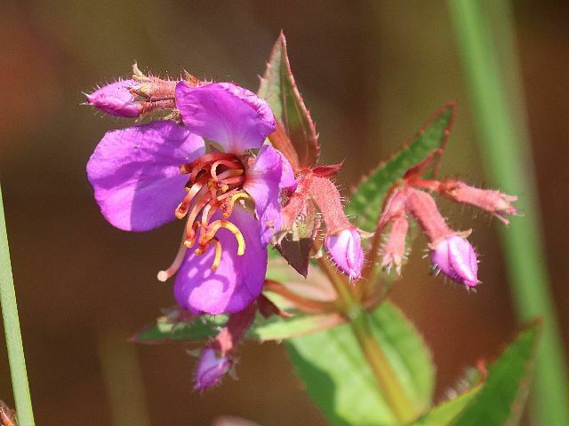 Virginia meadowbeauty from Calverton, NY, USA on July 14, 2024 at 12:20 ...