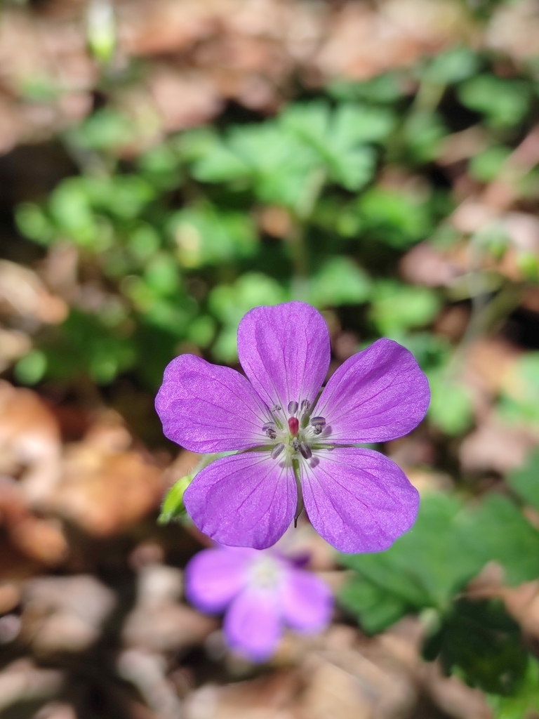 Geranium goldmanii from 29216 Chis., México on July 14, 2024 at 09:59 ...