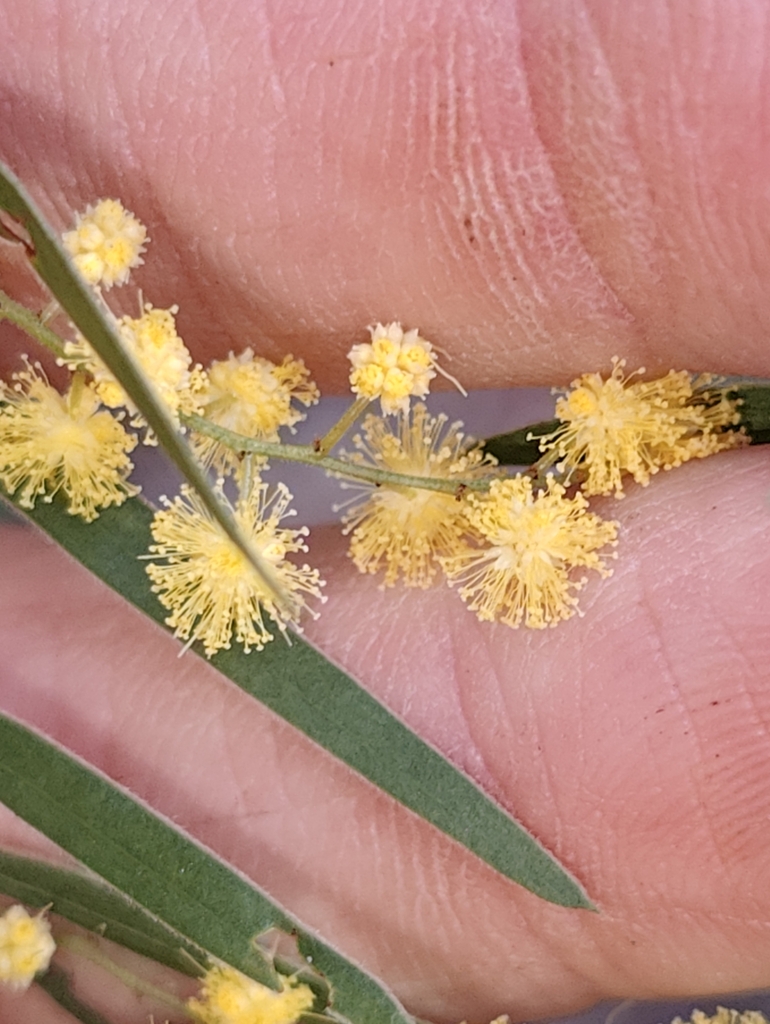 Brisbane wattle from Undullah QLD 4285, Australia on July 15, 2024 at ...