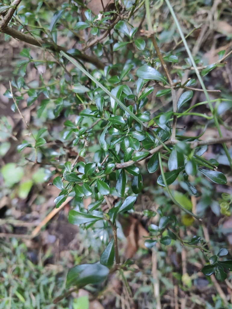 Smooth Psychotria from Undullah QLD 4285, Australia on July 15, 2024 at ...