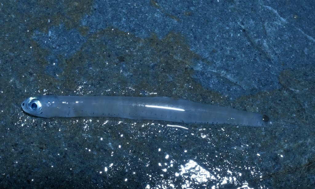 Australian Anchovy from Ocean Beach 5773, New Zealand on July 1, 2024 ...