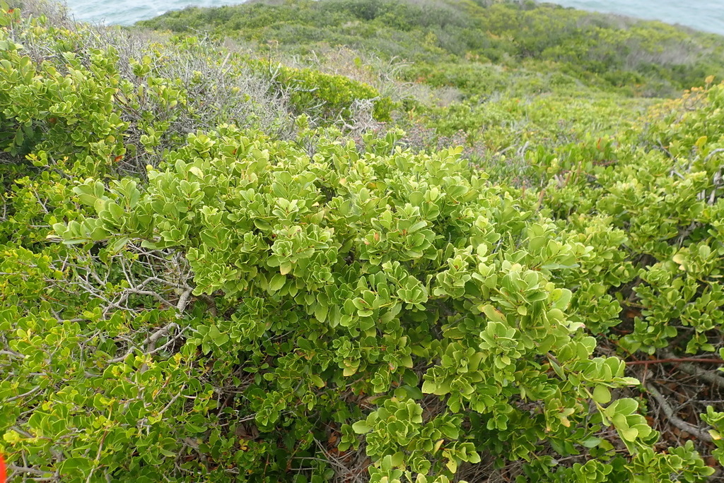Dune Koko Tree (Locally Indigenous Plant Species for Knysna & Surrounds ...