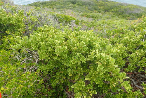 Dune Koko Tree (Locally Indigenous Plant Species for Knysna & Surrounds ...