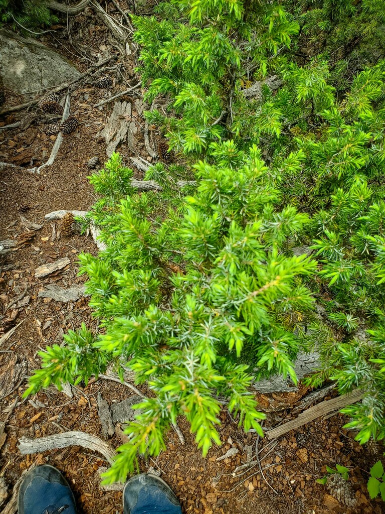 common juniper from Eagle County, CO, USA on June 14, 2024 at 01:02 PM ...