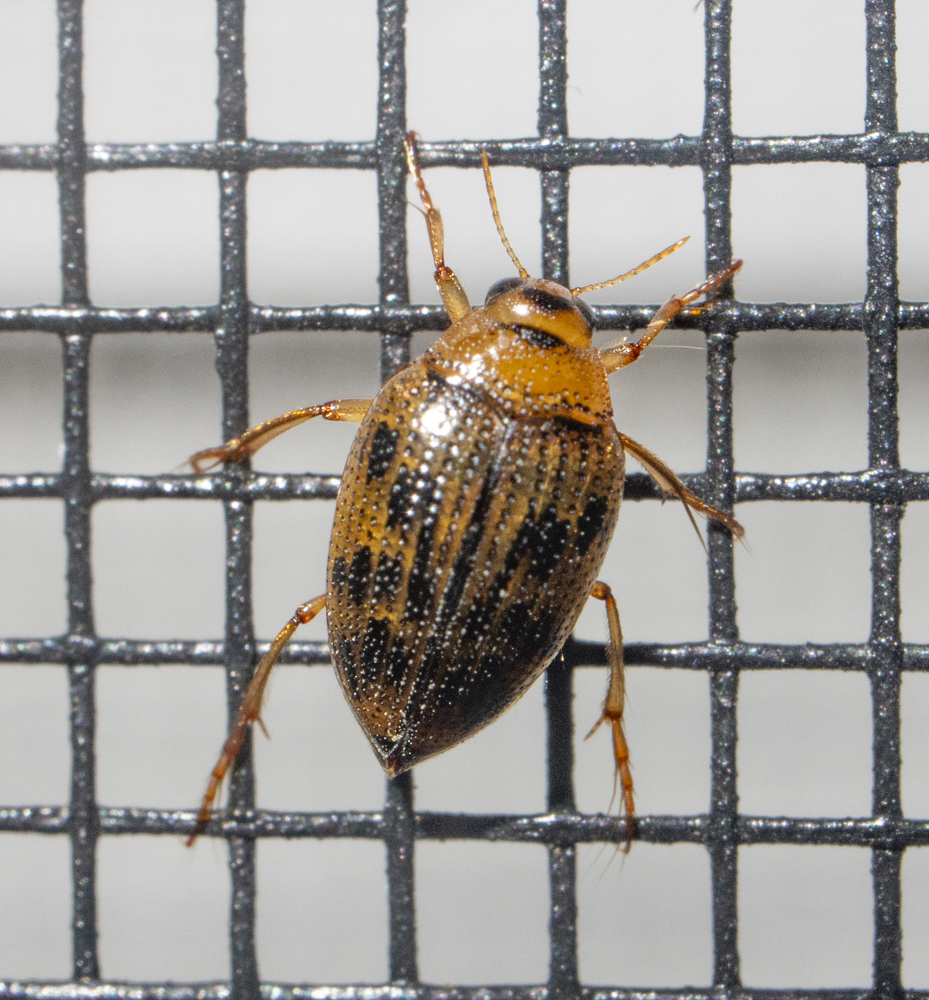 Haliplus from Calais, VT, USA on July 14, 2024 at 10:46 PM by Erika ...