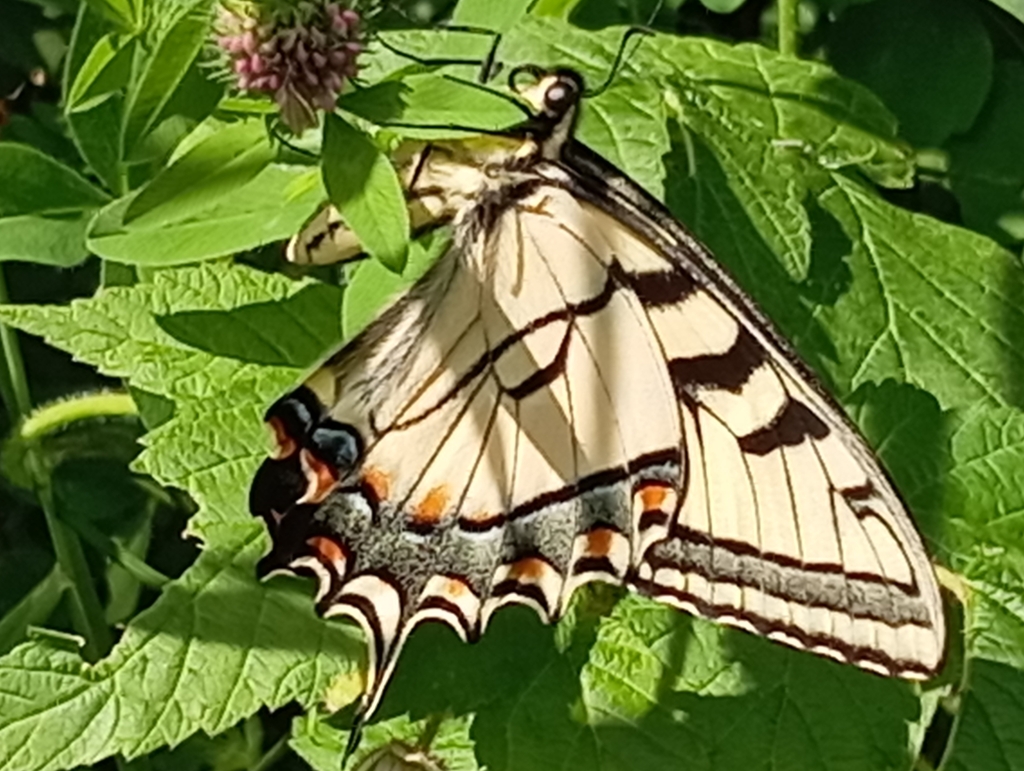Canadian Tiger Swallowtail from Montcalm, QC J0T 2V0, Canada on July 2 ...