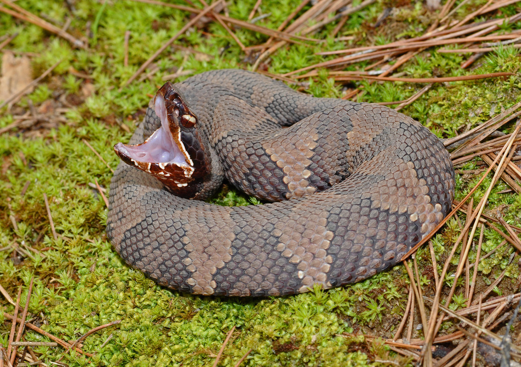Northern Cottonmouth from Cherokee County, AL, USA on April 23, 2009 at ...
