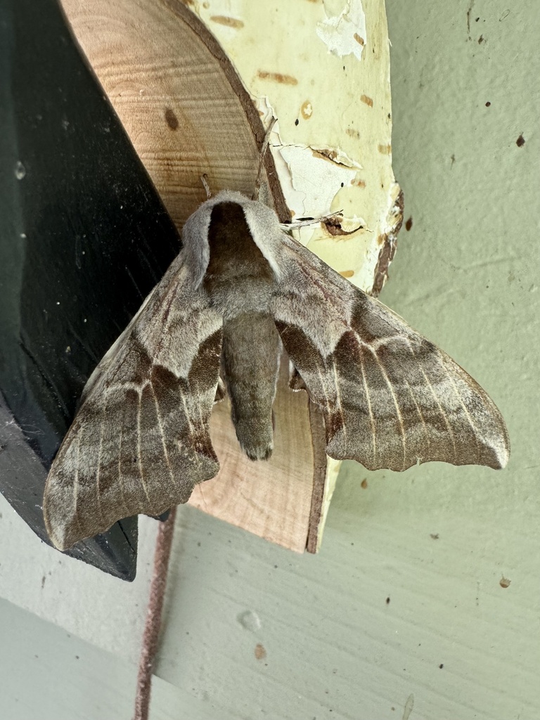 Western Eyed Sphinx from Sunglo Dr, Okanagan-Similkameen, BC, CA on ...
