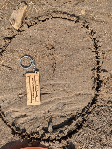 iNaturalist Tracking Database – NatureTracking