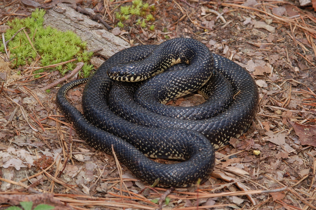 Black Kingsnake from Morgan County, AL, USA on April 10, 2008 at 01:22 ...
