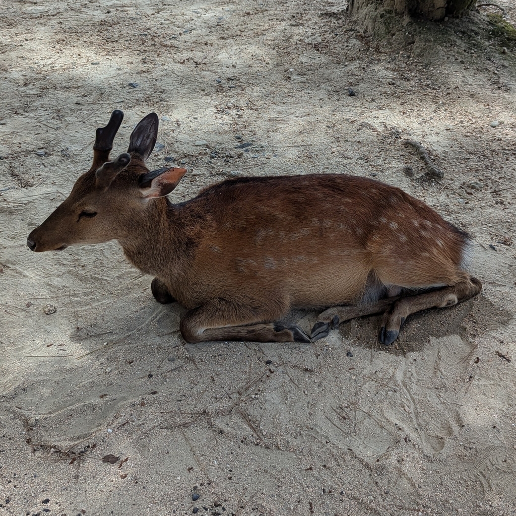 Sika Deer from 459-1 Miyajimachō, Hatsukaichi, Hiroshima 739-0588 ...
