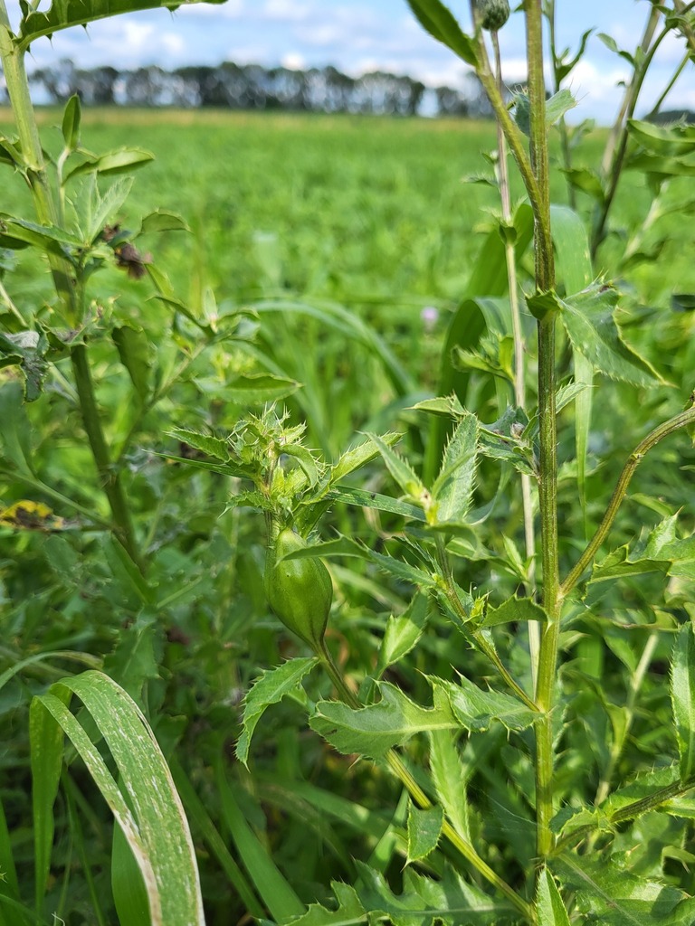 Thistle Stem Gall Fly from Chippewa County, MN, USA on July 15, 2024 at ...