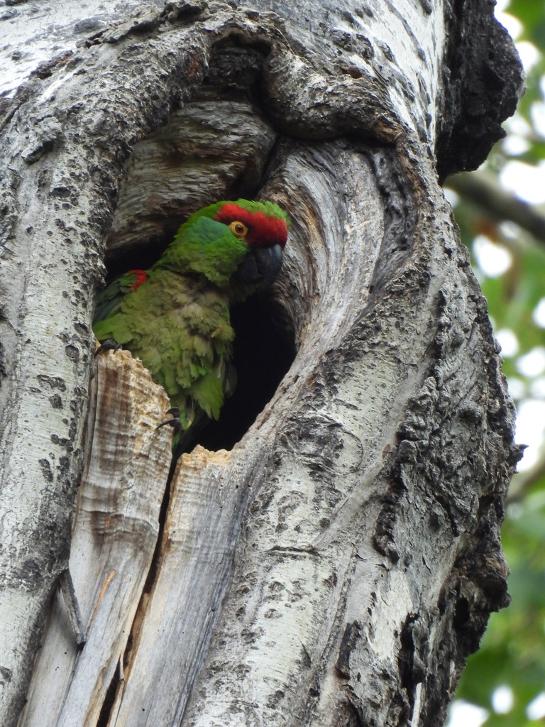 Thick-billed Parrot in July 2024 by Alejandro Gómez Nísino · iNaturalist