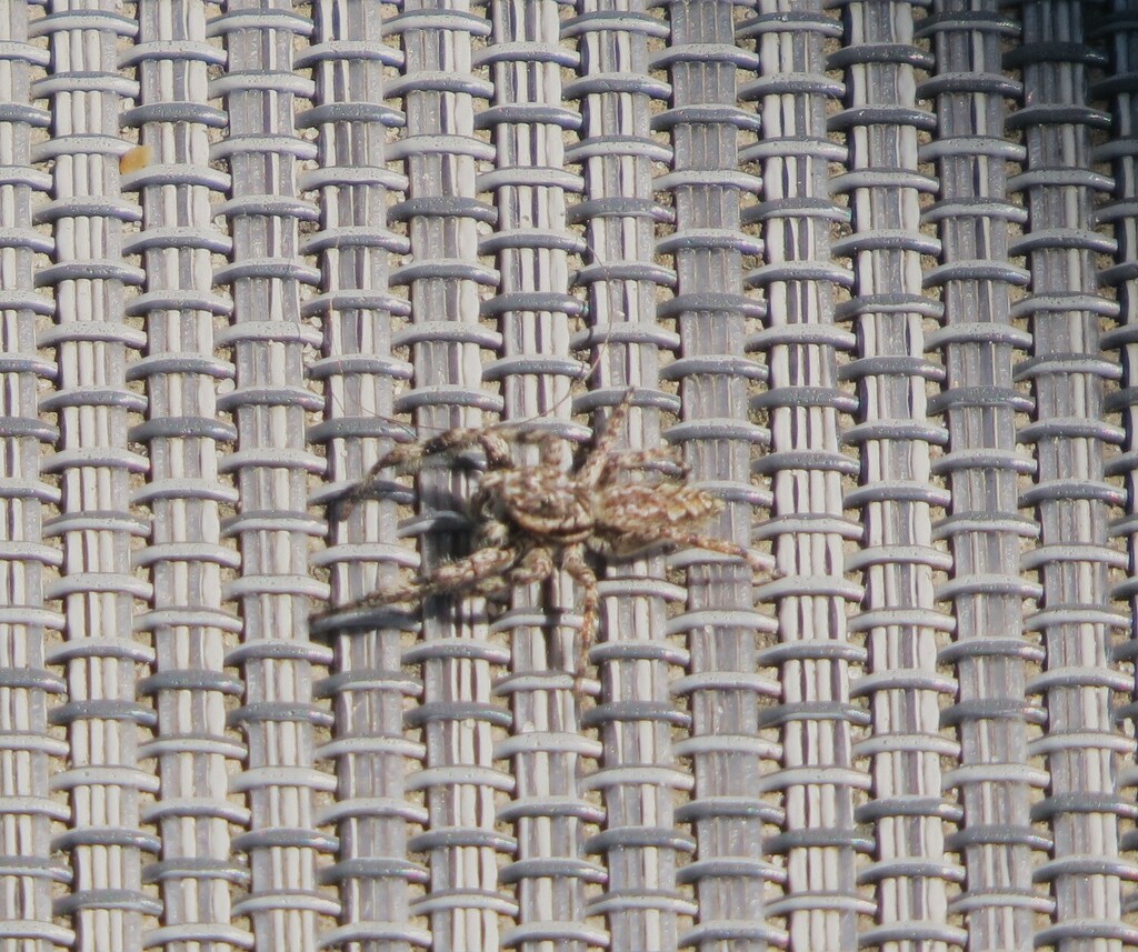 Entelegyne Spiders from Saint George Lake, Tennessee 38558, USA on July ...