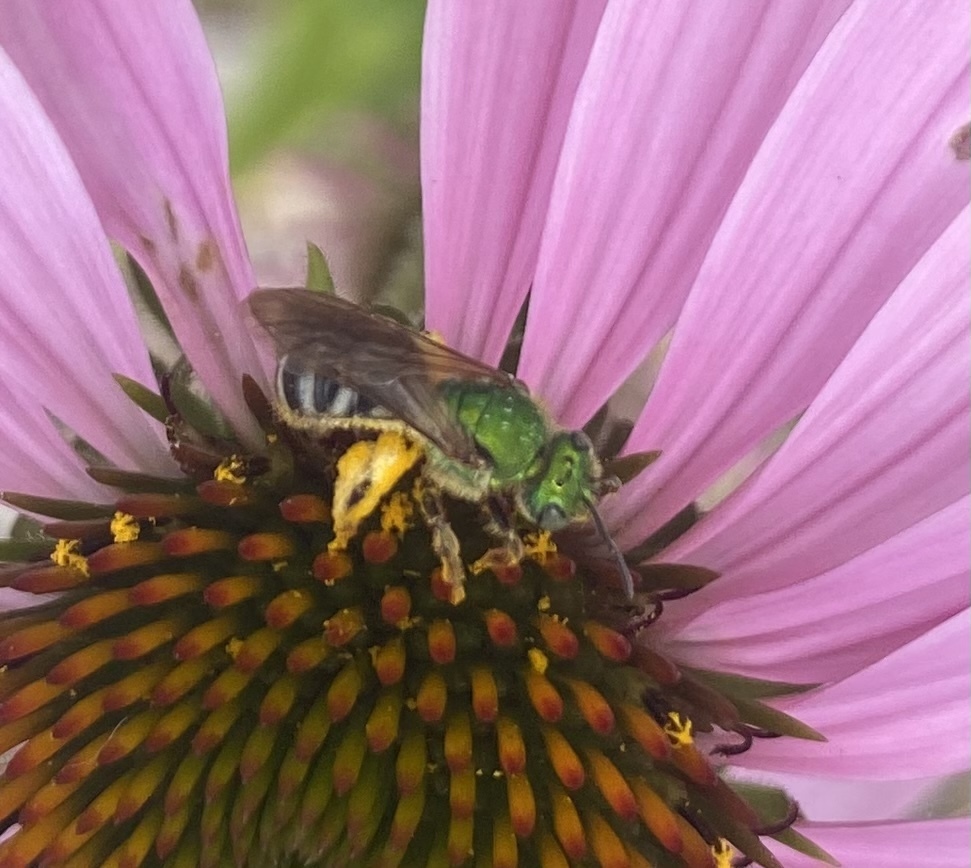Bicolored Striped Sweat Bee from Anderson Ln, Niagara-on-the-Lake, ON ...