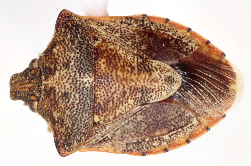 Dendrocoris humeralis from Franklin County, MO, USA on May 07, 2024 at ...