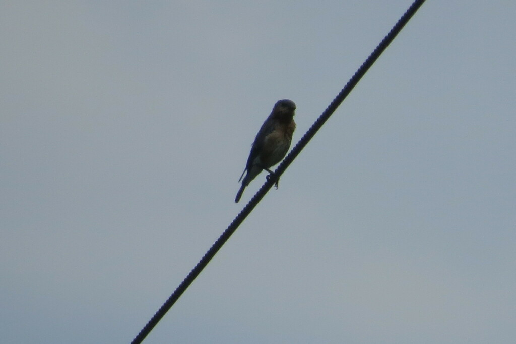 Eastern Bluebird from Saint George Lake, Tennessee 38558, USA on July ...
