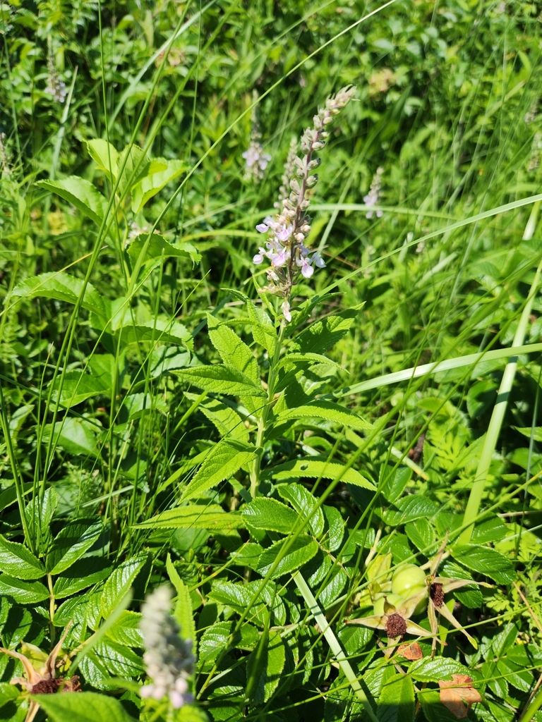 American germander from C3XH+W8, Gosnold, MA 02713, USA on July 14 ...