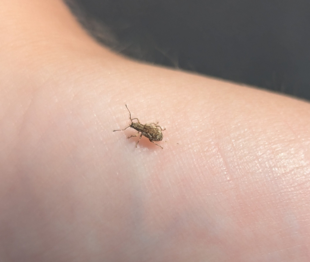 Peach Root Weevil from Washington, MI 48095, USA on July 3, 2024 at 09: ...