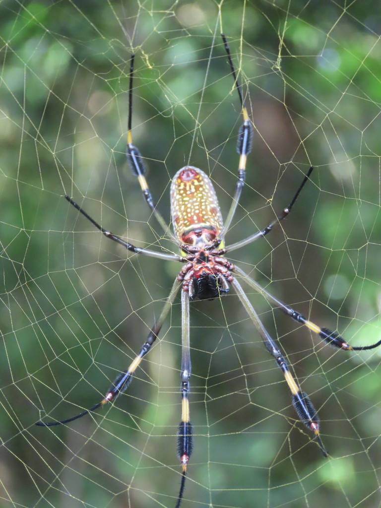 Golden Silk Spider from Aserrío, Provincia de Chiriquí, Panamá on July ...