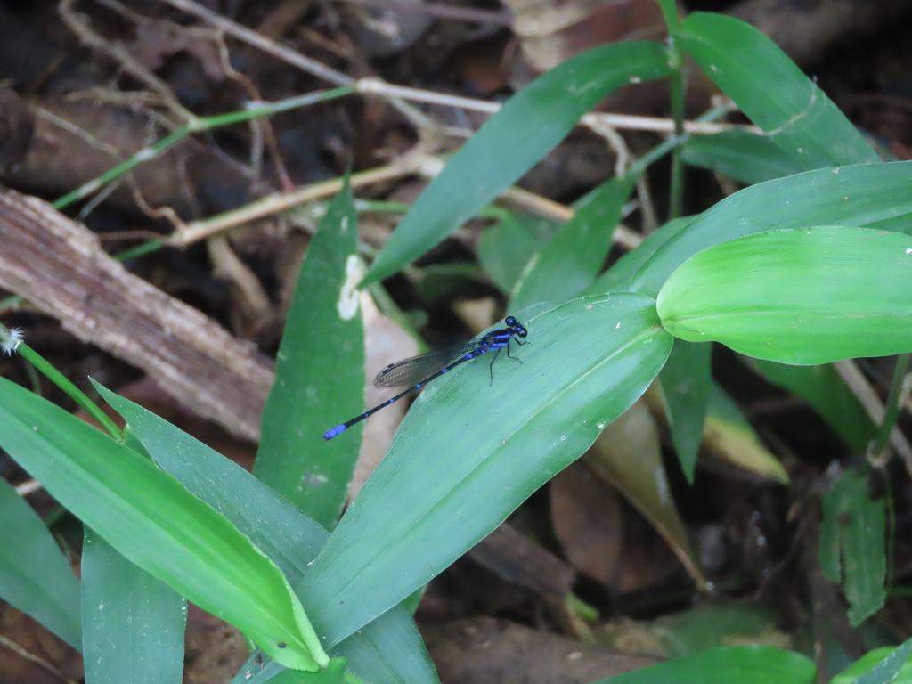 Oculate Dancer from Aserrío, Provincia de Chiriquí, Panamá on July 14 ...