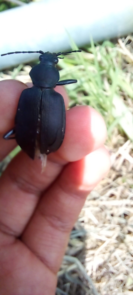 Calosoma angulatum from 45672 Zapote del Valle, Jal., México on July 14 ...