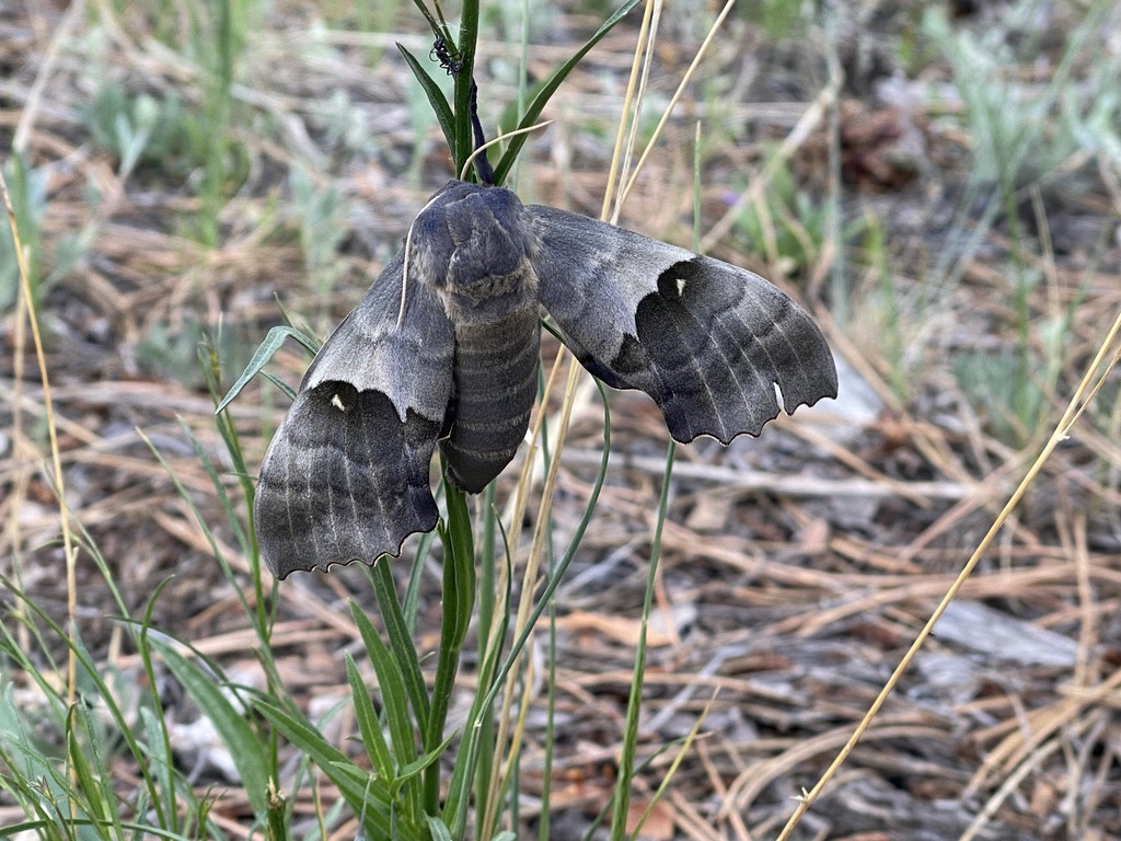 Modest Sphinx in June 2024 by feelthewildtusk · iNaturalist