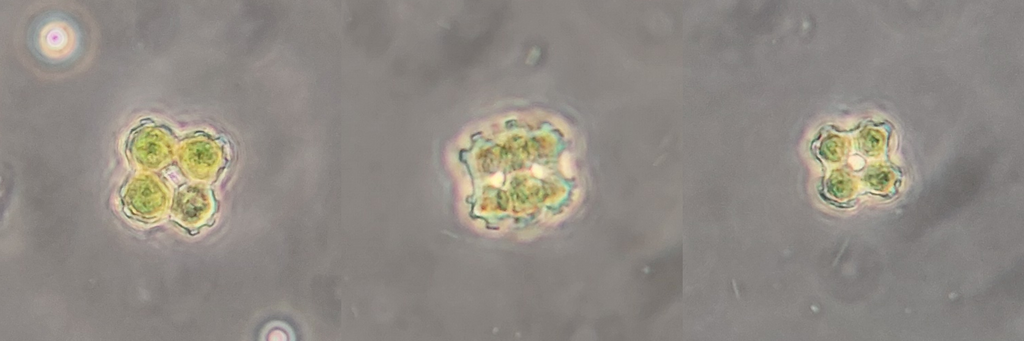 Coelastrum sphaericum in July 2024 by Alex Kenins. Sampled from a rain ...