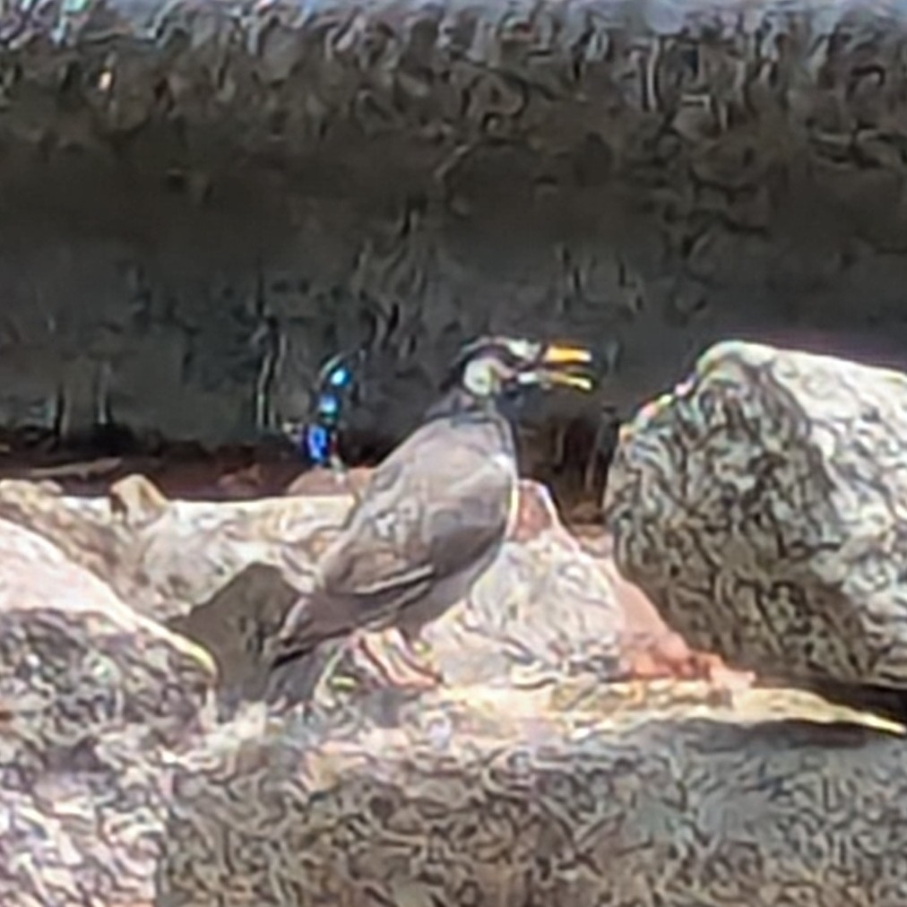 White-cheeked Starling from Hiroshima National Peace Memorial Hall, 1-6 ...