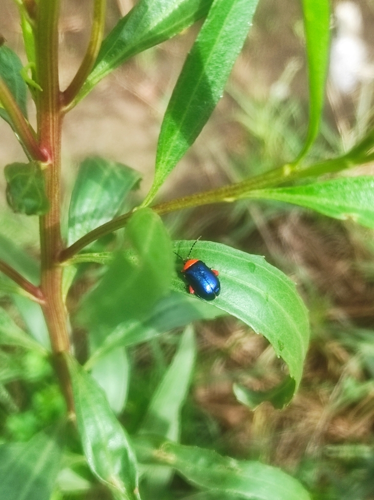 Asphaera abdominalis from Manzana 040, Los Remedios, 53400 Naucalpan de ...