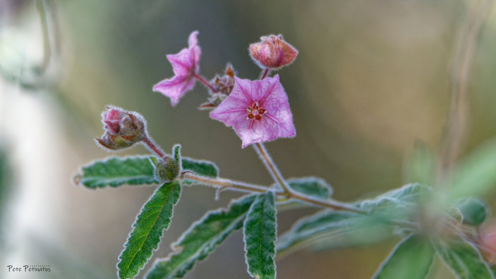 Commersonia magniflora from Petermann NT 0872, Australia on July 12 ...