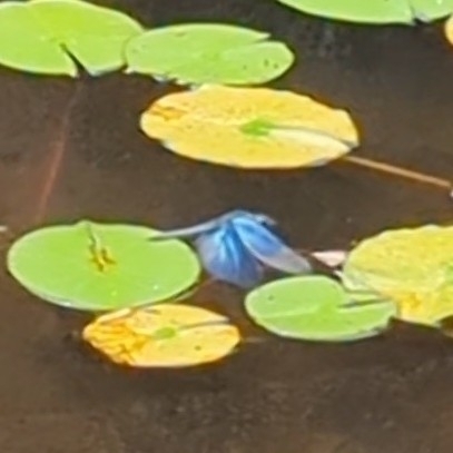 Butterfly Flutterer from 1 Nakajimacho, Naka Ward, Hiroshima, 730-0811 ...