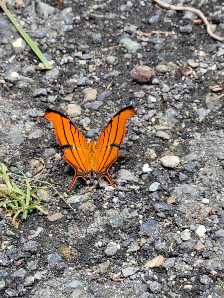 Marpesia petreus damicorum from Aibonito, San Sebastián, Puerto Rico on ...