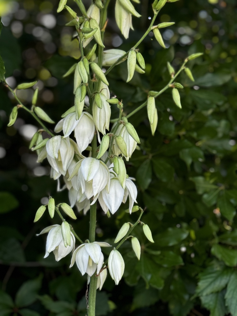 Weak-leaf Yucca from Ludlam Island, Strathmere, NJ, US on July 15, 2024 ...