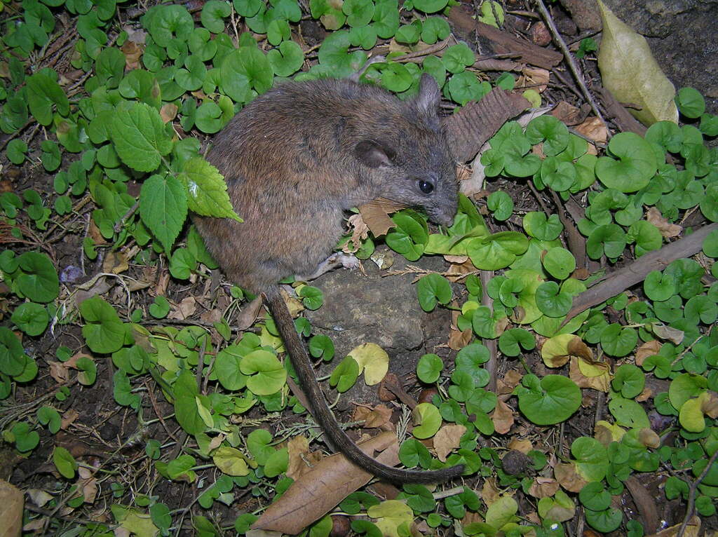 Rata cambalachera desde Tlaltizapán, Mor., México el 10 de noviembre de ...