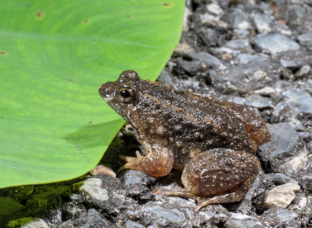 Lingnan Floating Frog from 中国广东省广州市南沙区 on July 14, 2024 at 10:20 PM by ...