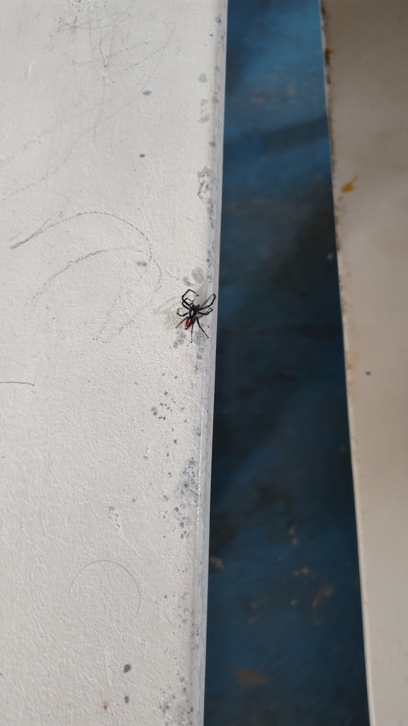 Jumping Spiders from VFJF+M64, Guanacaste Province, Sámara, Costa Rica ...