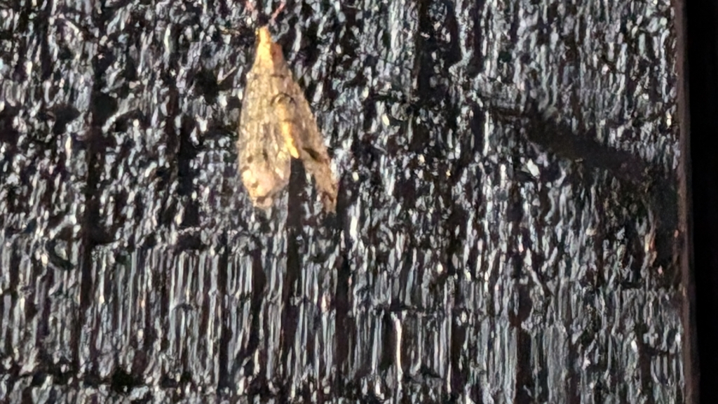 Winged and Once-winged Insects from Delaware Township, NJ, USA on July ...