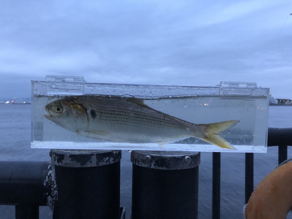 Dotted Gizzard Shad from 本州, 東京都, JP on July 15, 2024 at 06:54 PM by ...
