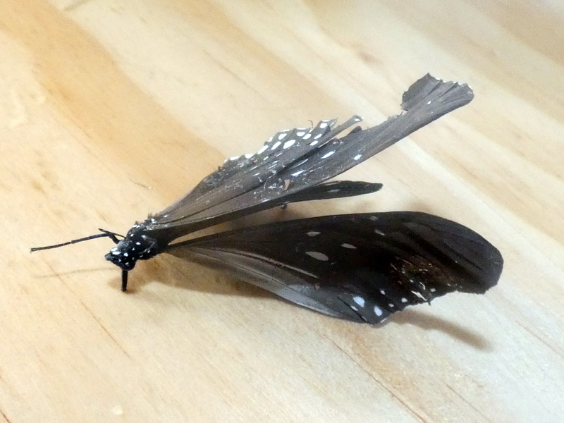 Blue-banded King Crow Butterfly from Vientiane, Laos on July 16, 2024 ...