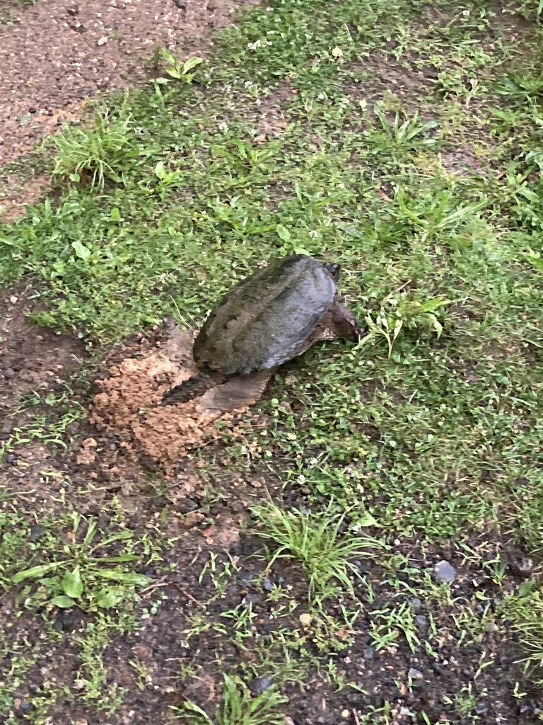 Common Snapping Turtle from Barrens Gamelands Trail, Port Matilda, PA ...