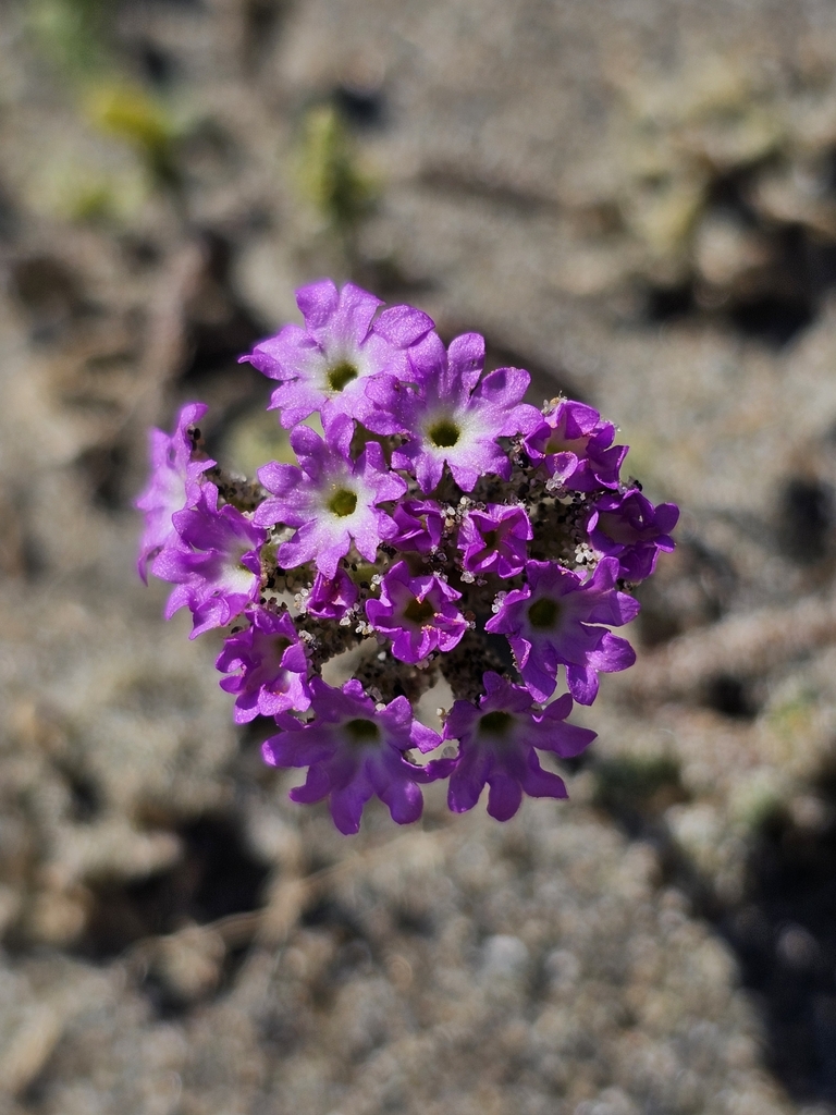 Pink Sand Verbena in July 2024 by S McKnight. 16 plants along horse ...