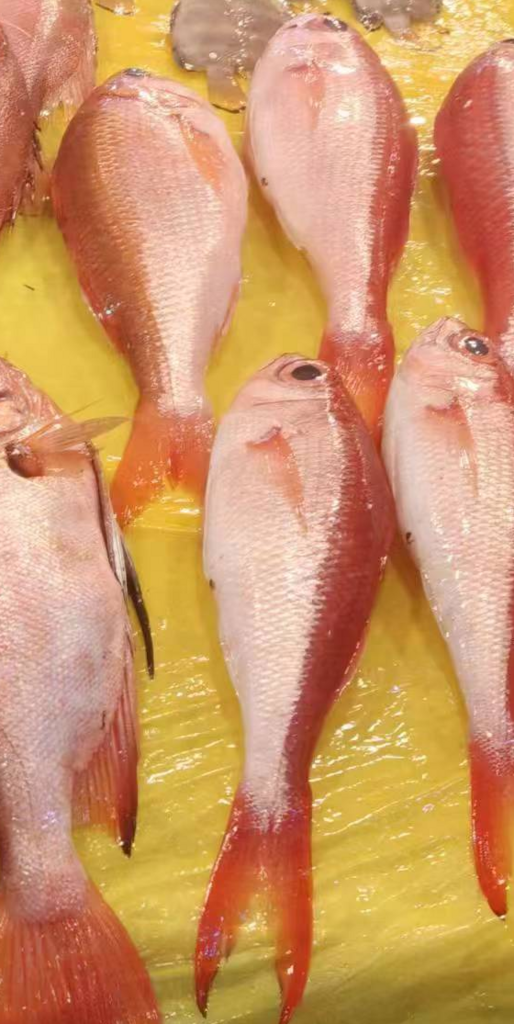 Flame Snapper in July 2024 by rainbowlkc · iNaturalist