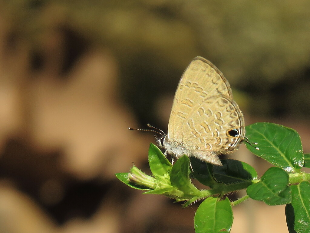 Common Line Blue from 306台灣新竹縣關西鎮 on June 3, 2016 at 10:22 AM by 大俠 ...